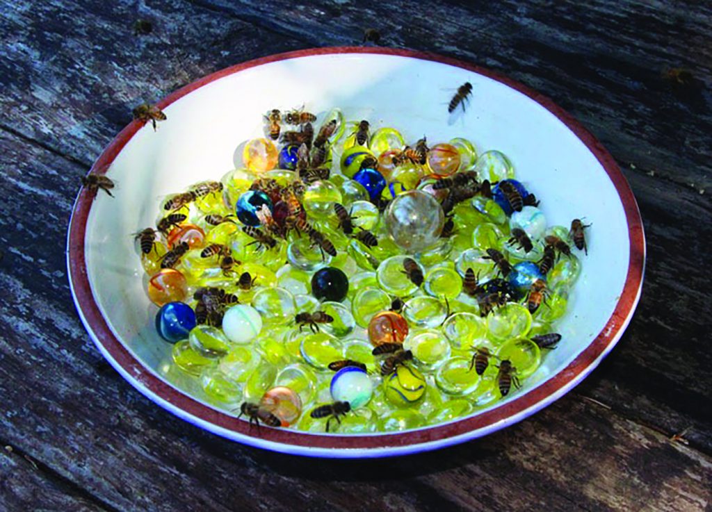 Creating the Best Water Sources for Bees - Backyard Beekeeping